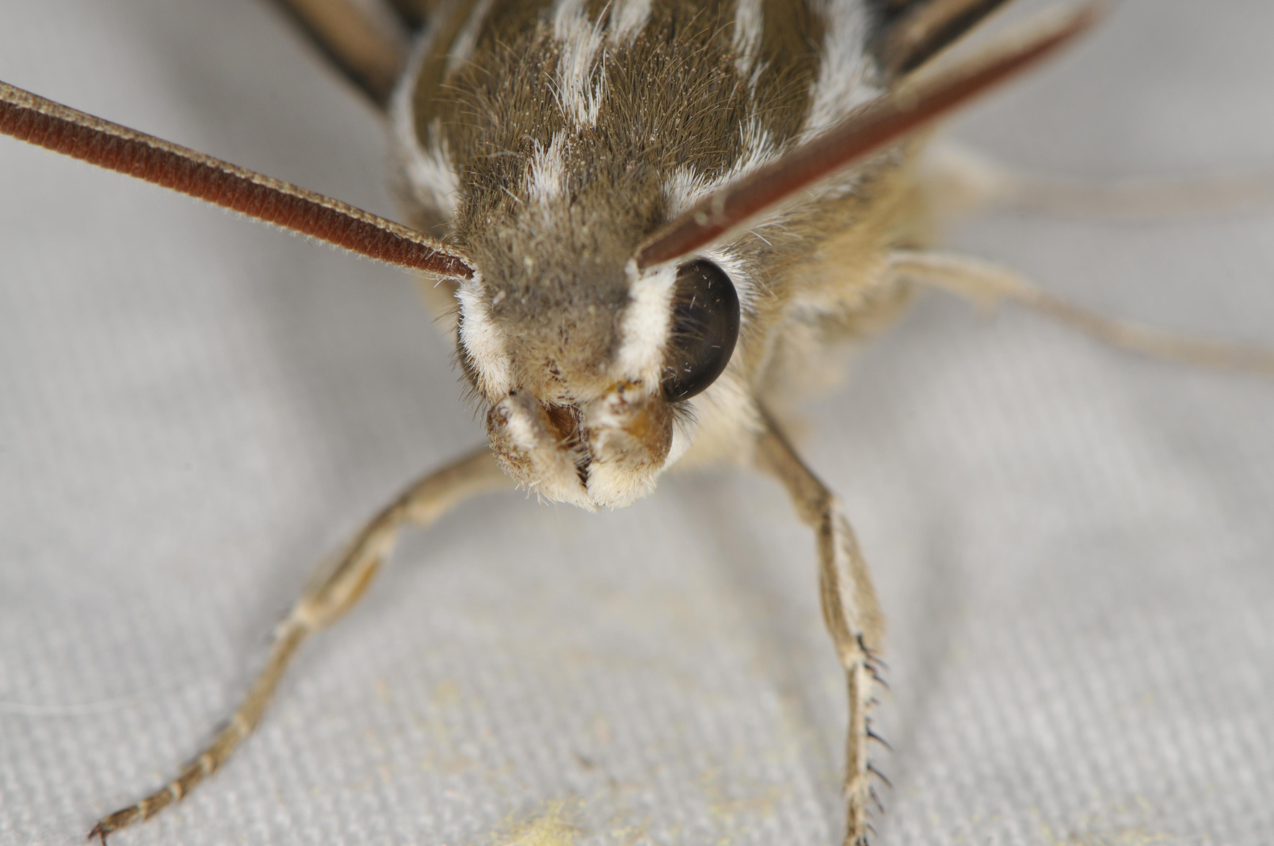Eye to eye with a white-lined sphinx moth | Scrolller