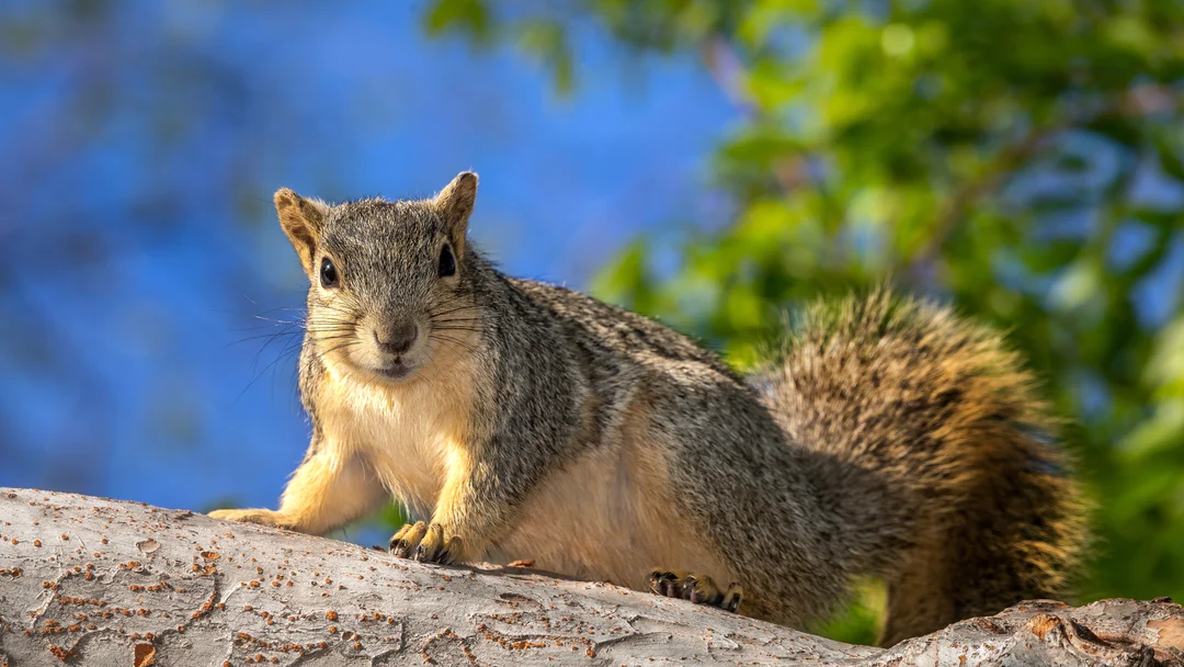 Mother Squirrel | Scrolller