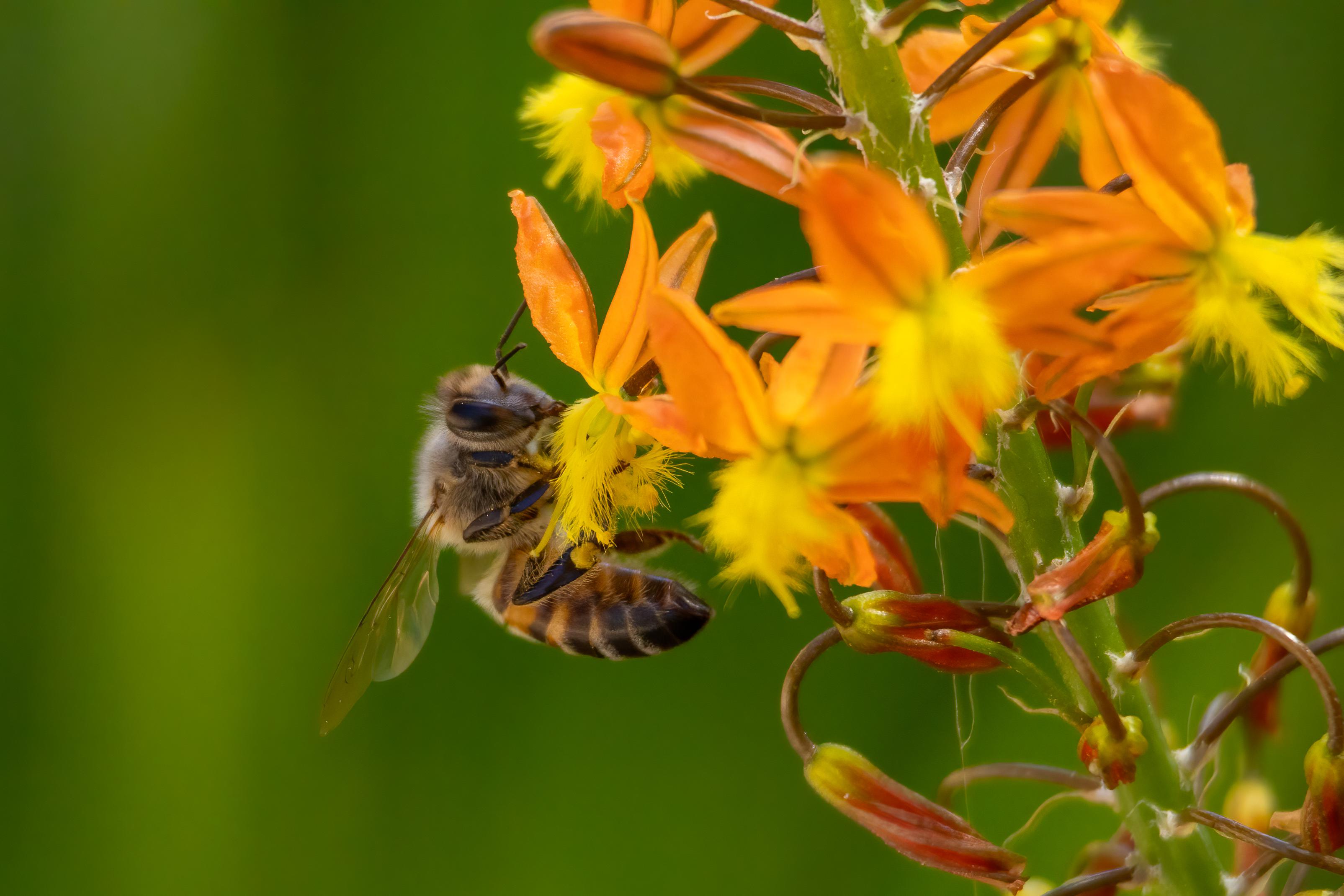 Africanized bee | Scrolller