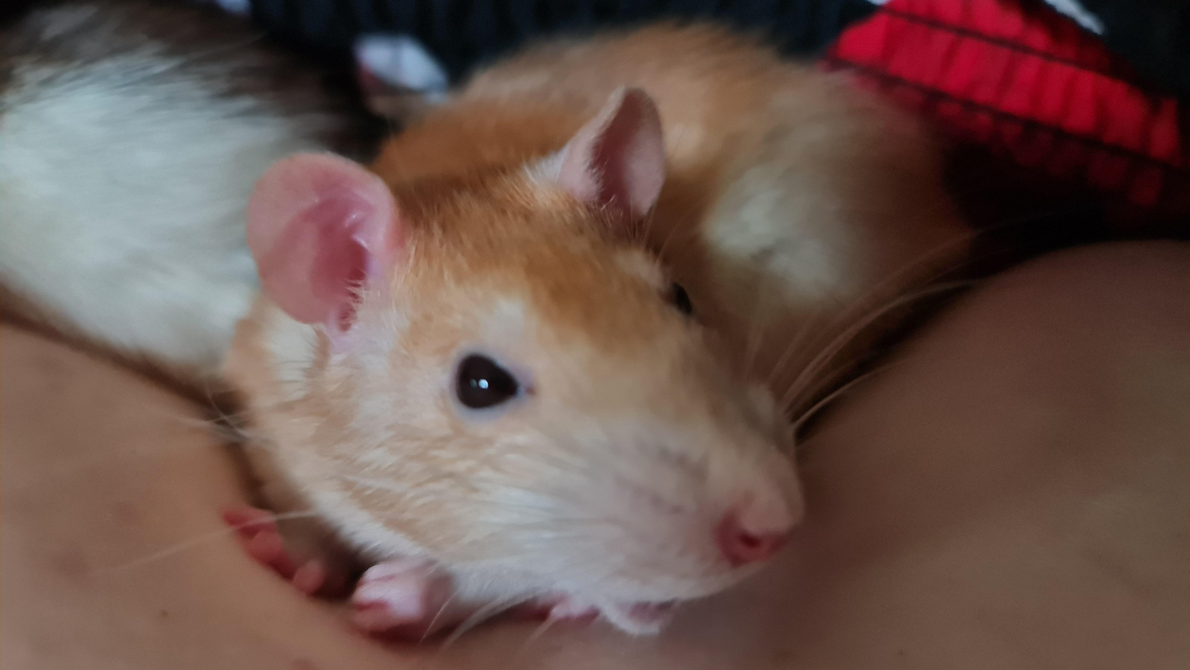 Tried to get a pic of her goofy droopy lip and accidentally disturbed her slumber. I think that ...