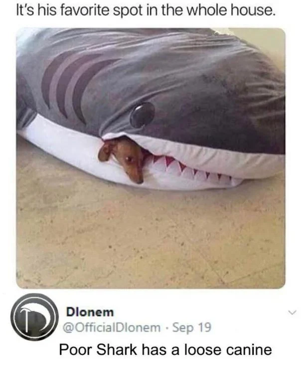 ViCiOuS ShArK EaTs PoOr PuPpY | Scrolller