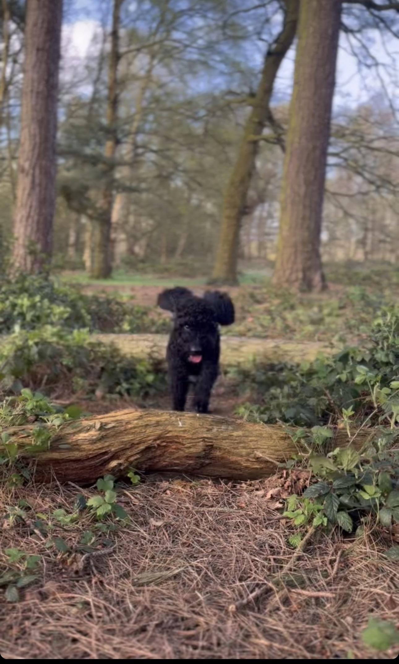 Walkies with this one 🐾🐕‍🦺 | Scrolller