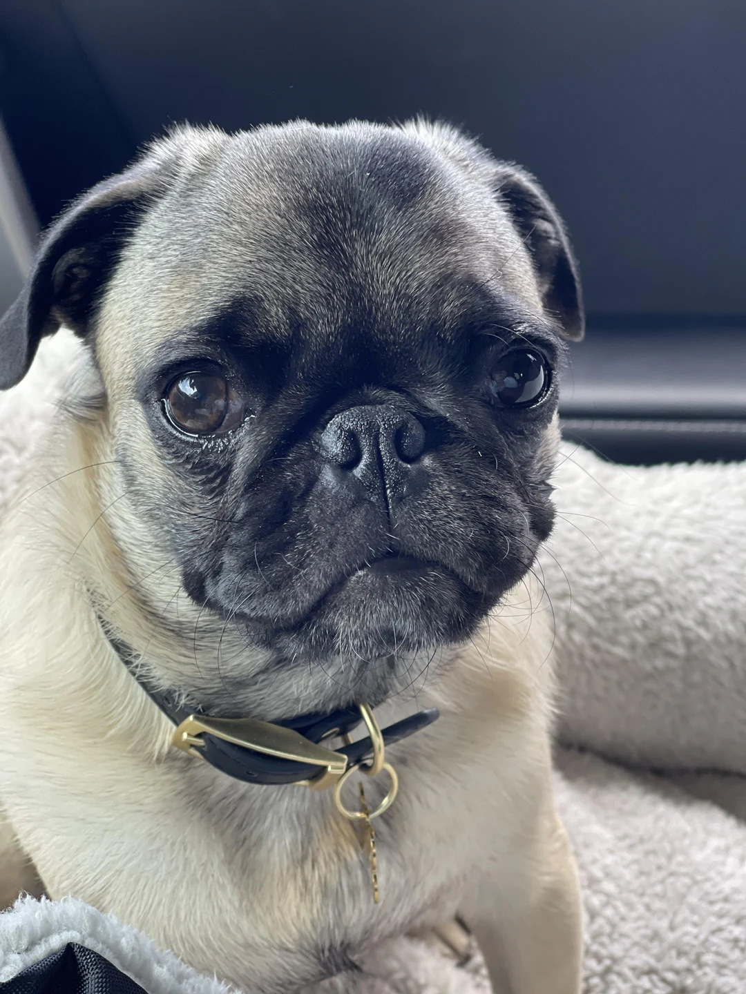 Discover more like Pug: Anyone else wind up with an intersex pug? and Related Content | Scrolller