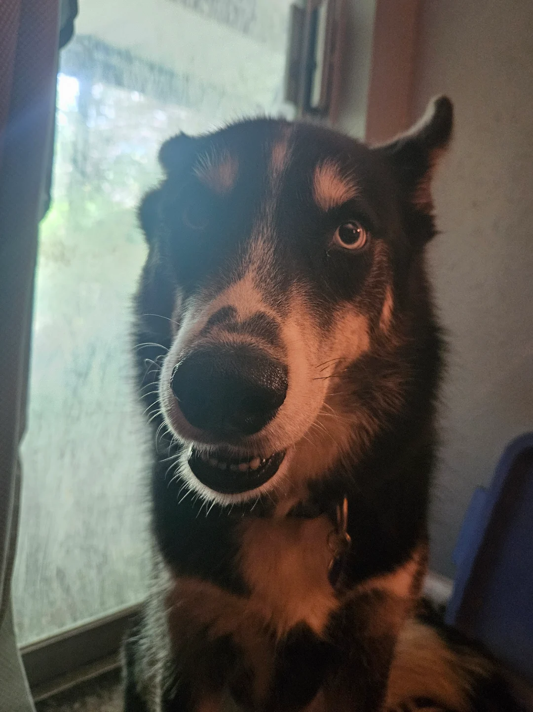 Meet Pepper, my goofy goober. | Scrolller