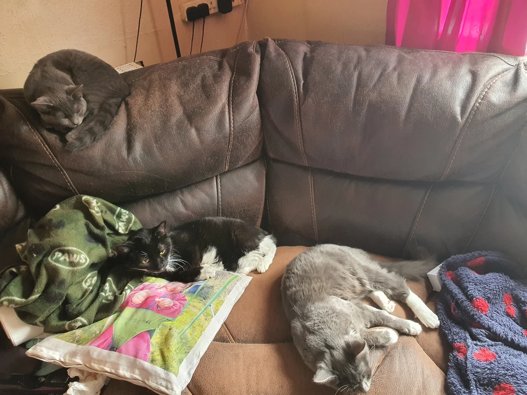 17 year old ted and 2 kittens | Scrolller