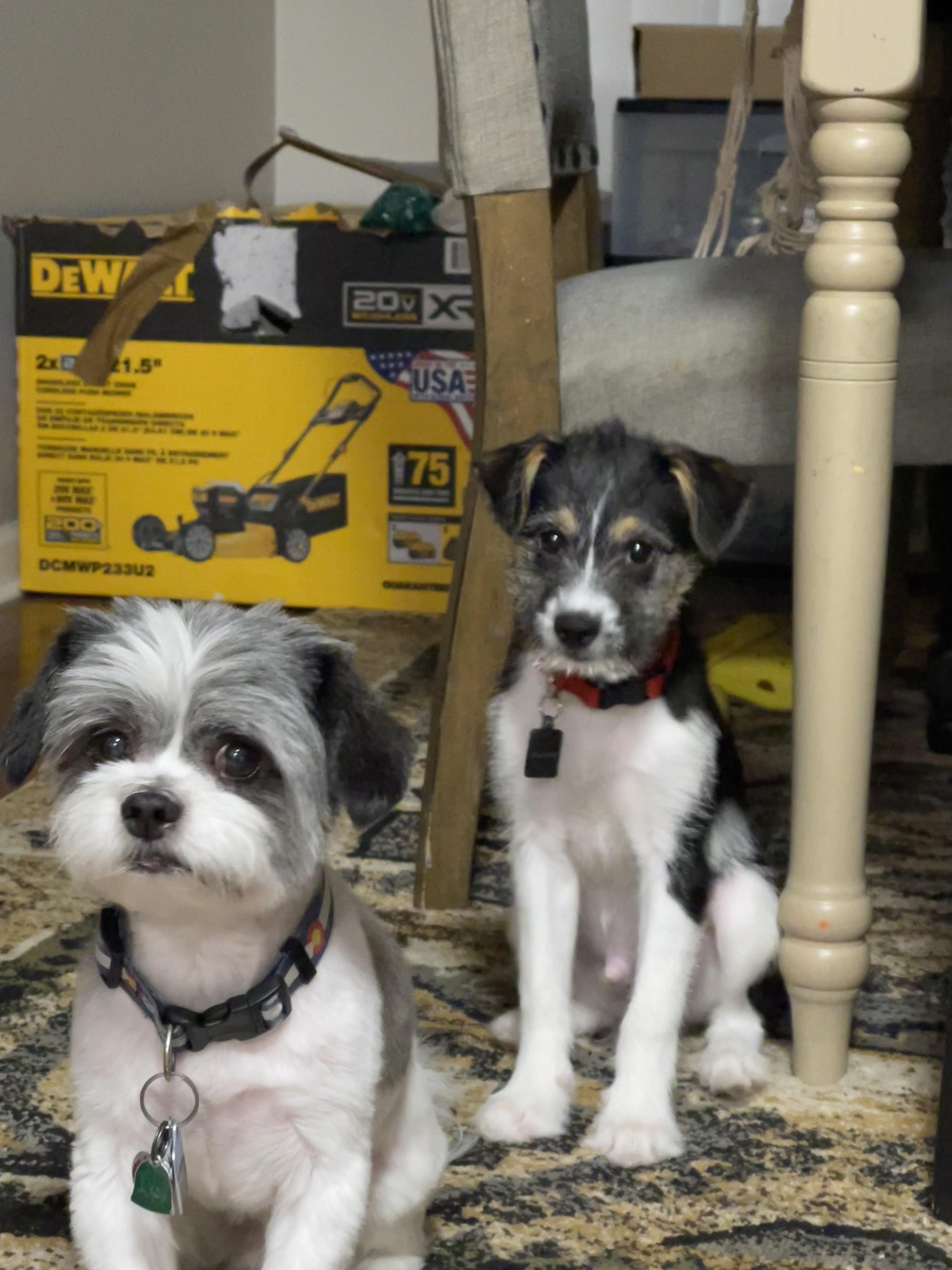 Brothers :) | Scrolller