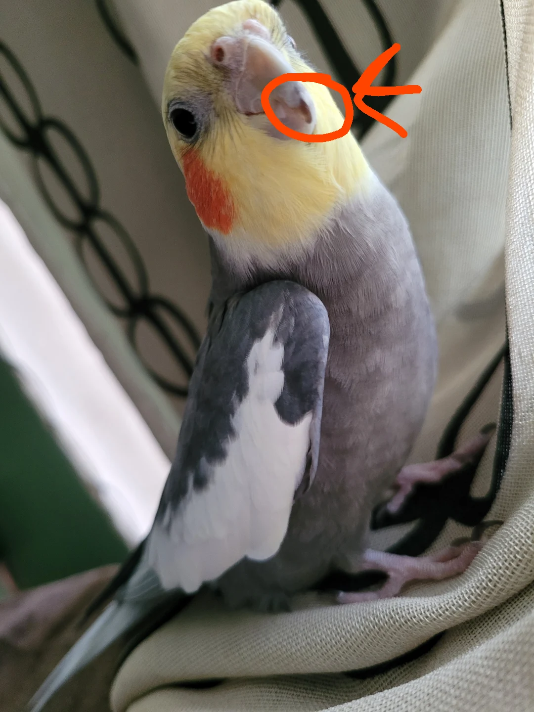 anyone know what On his beck? i think it's growing? | Scrolller