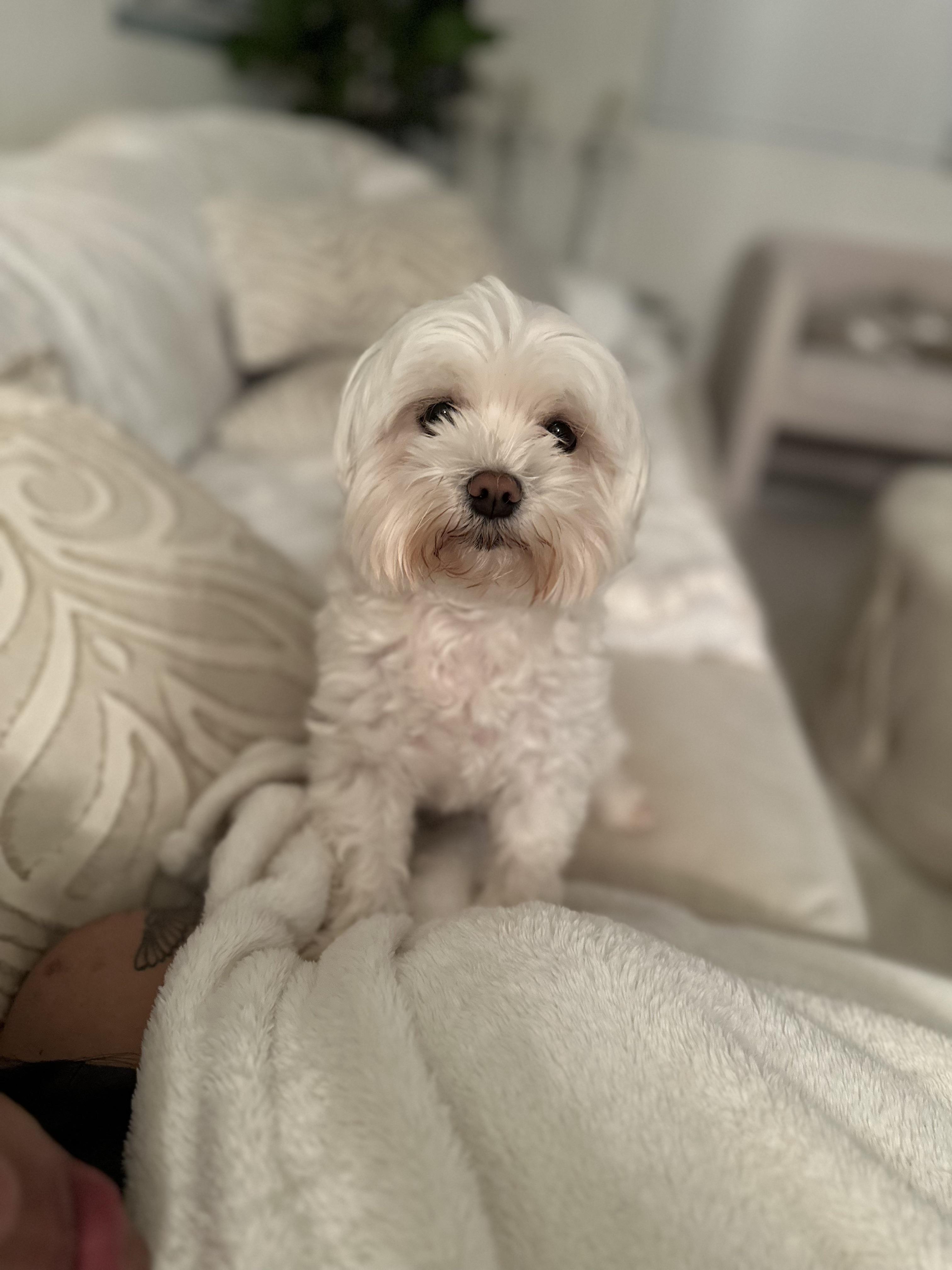 My innocent little Koda Bear | Scrolller