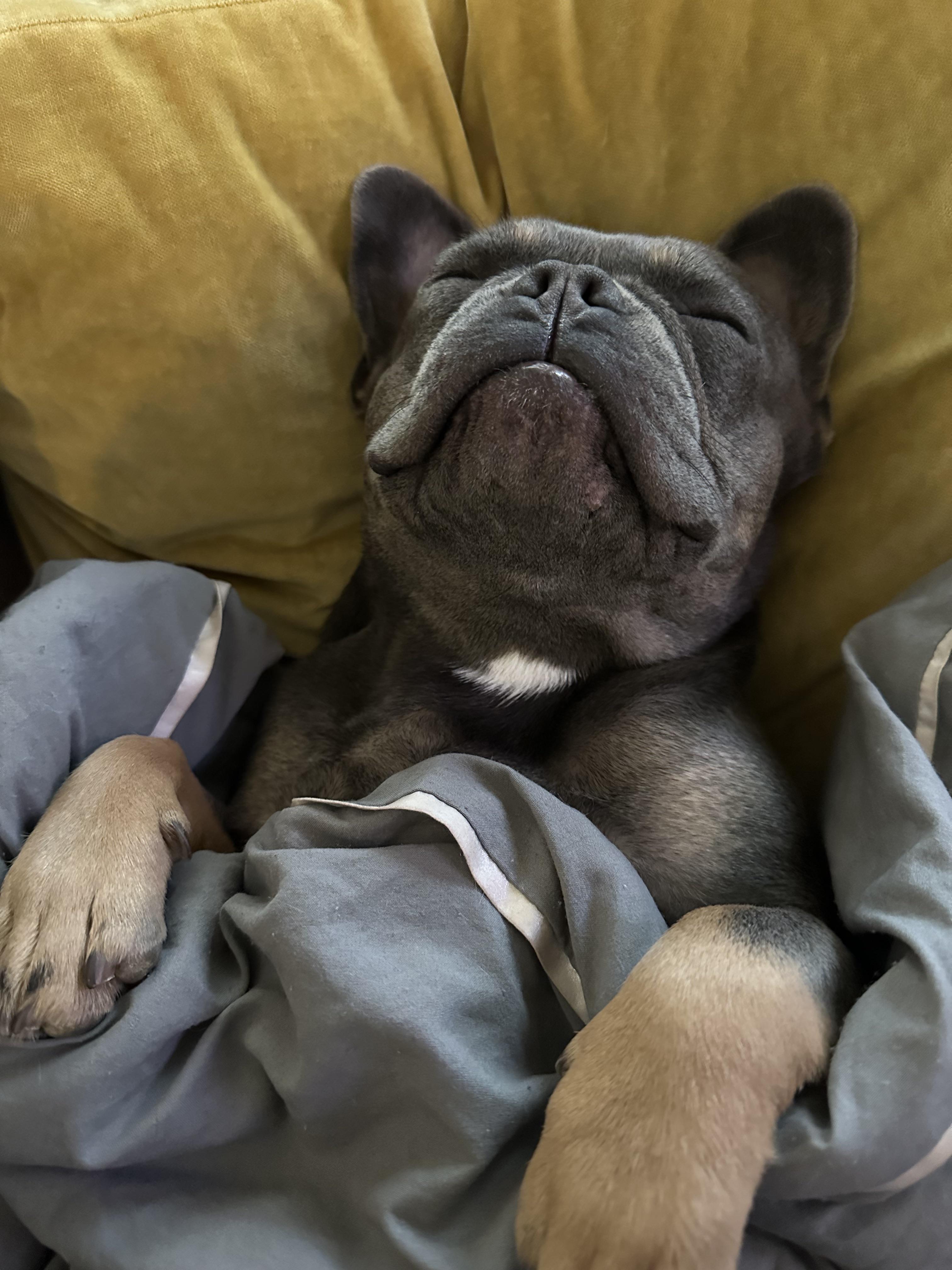 Chicken and Waffles sound asleep | Scrolller