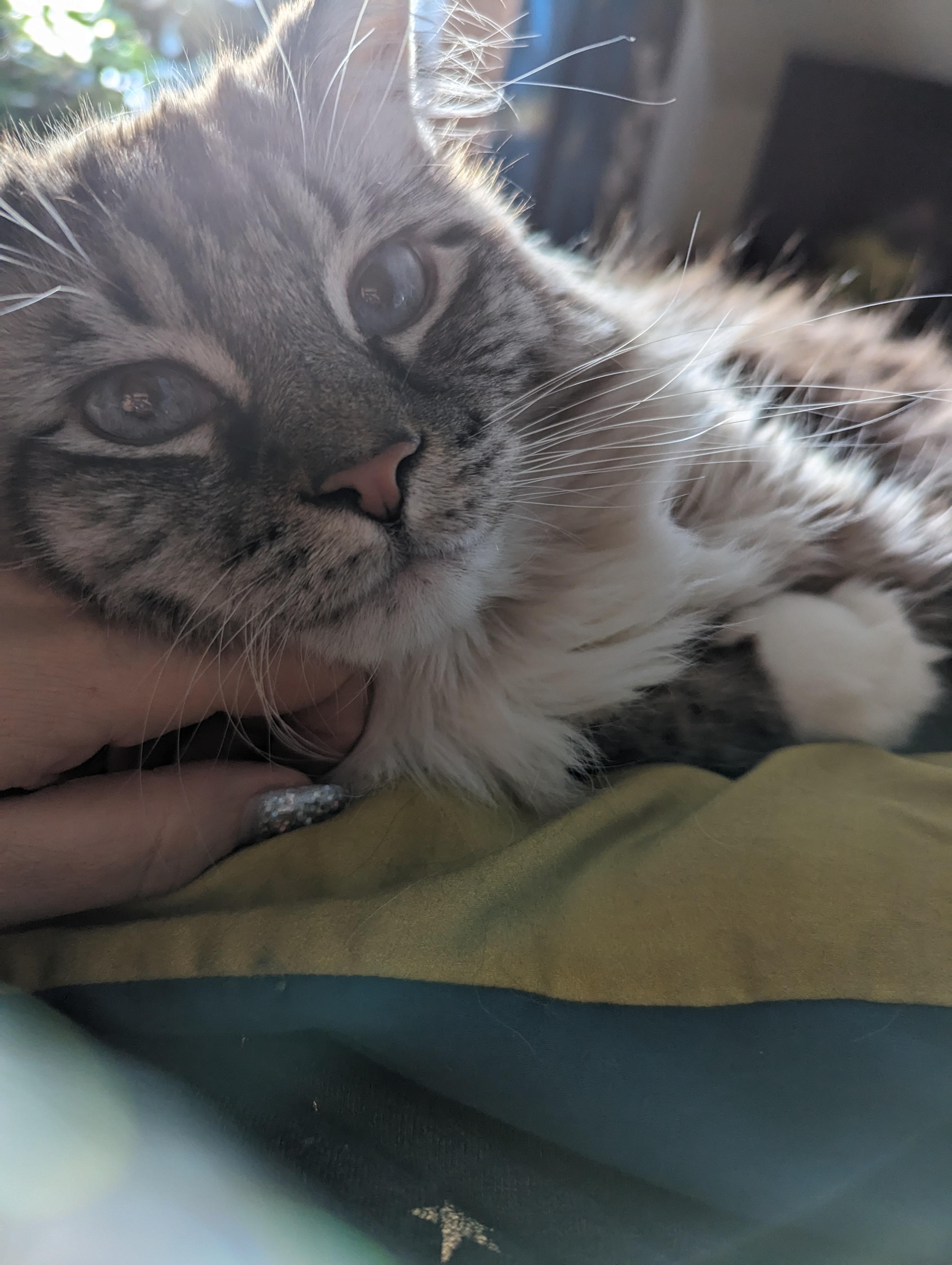 Mr Floof | Scrolller