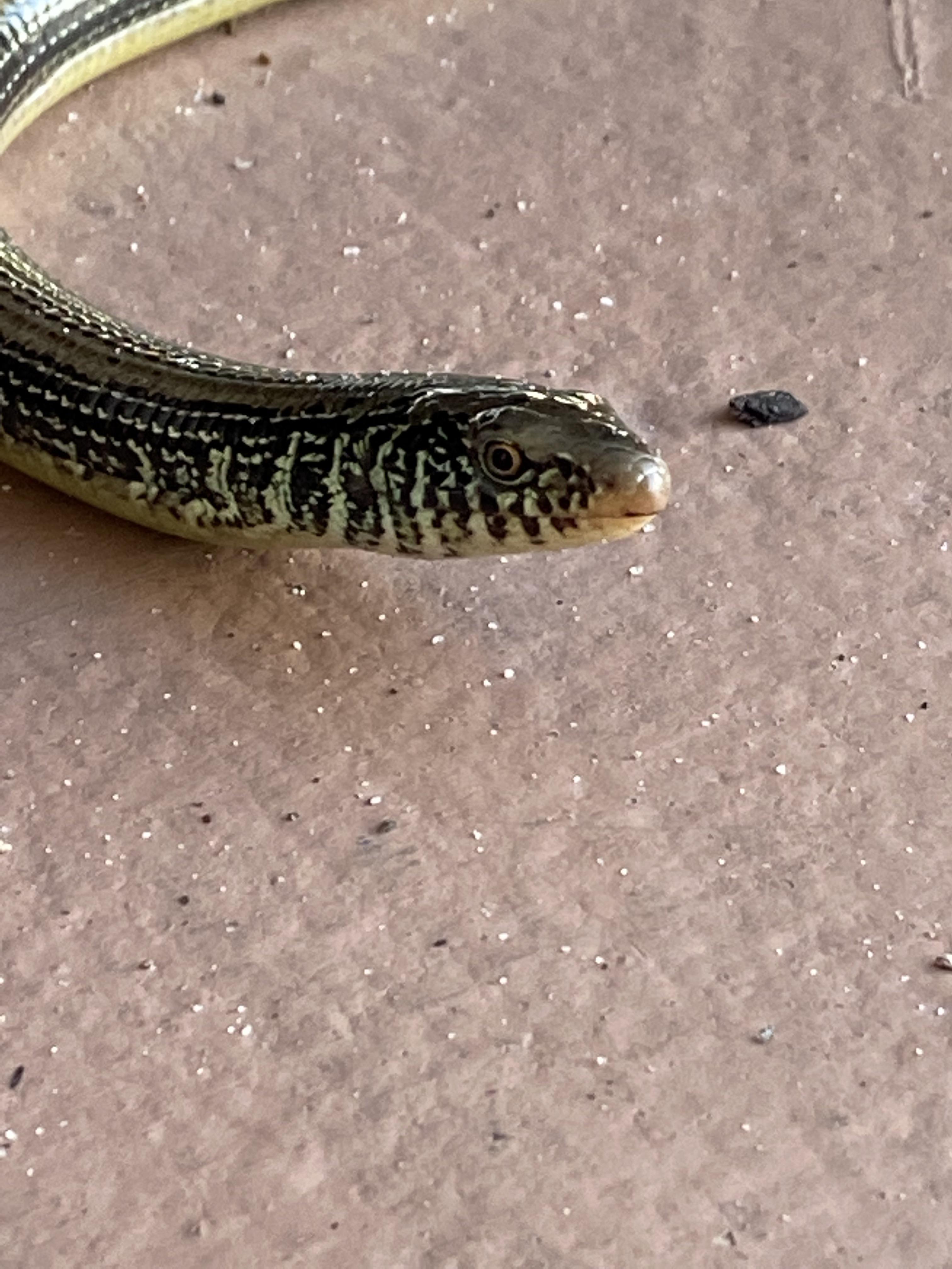 Garden Snake? | Scrolller