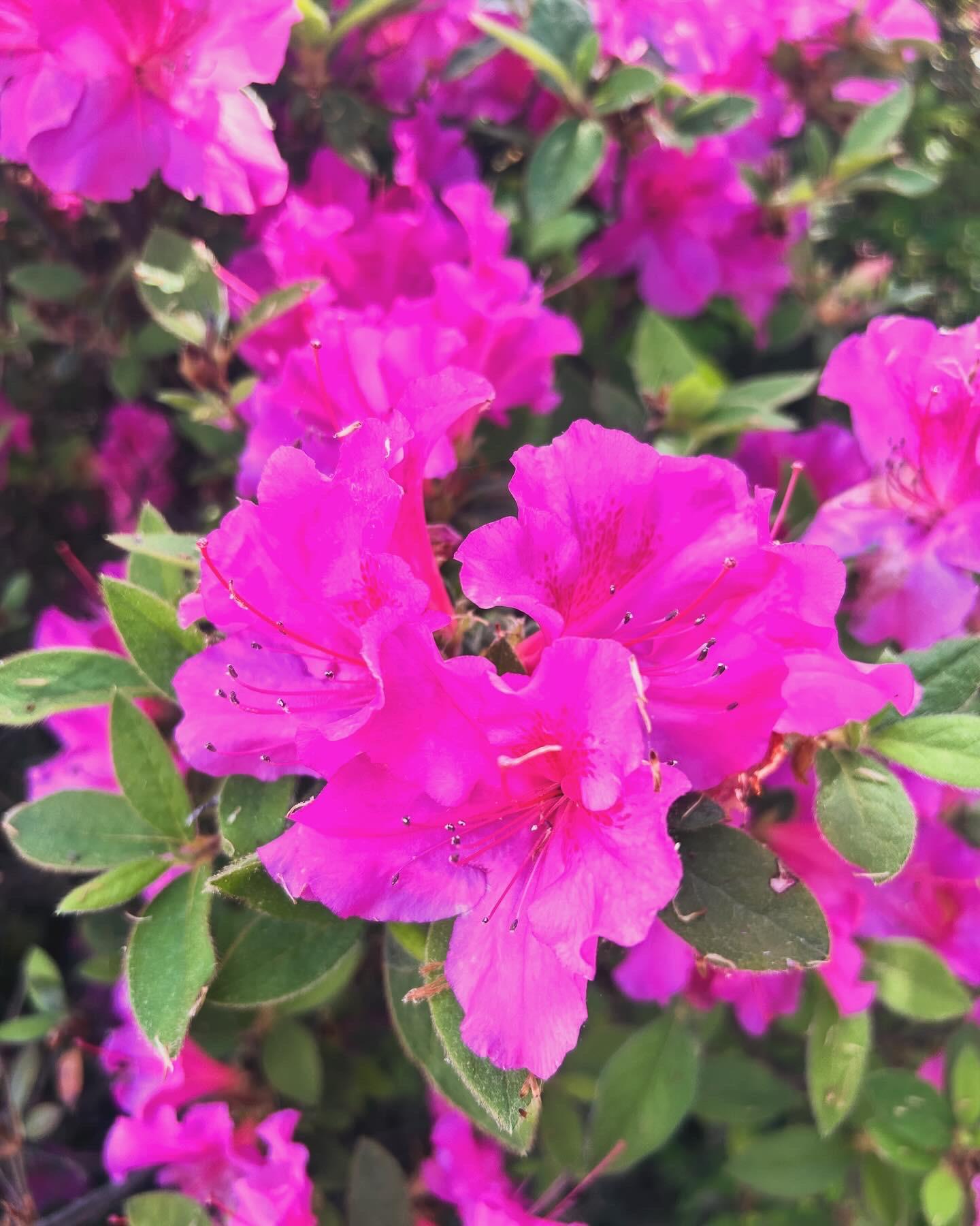 Love all the blooms in our yard 💜 | Scrolller