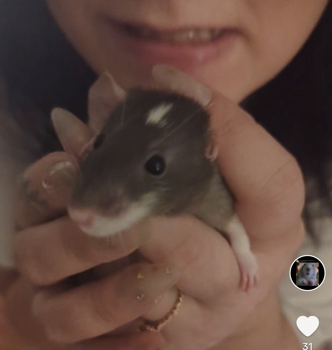 Introducing rats/fighting | Scrolller