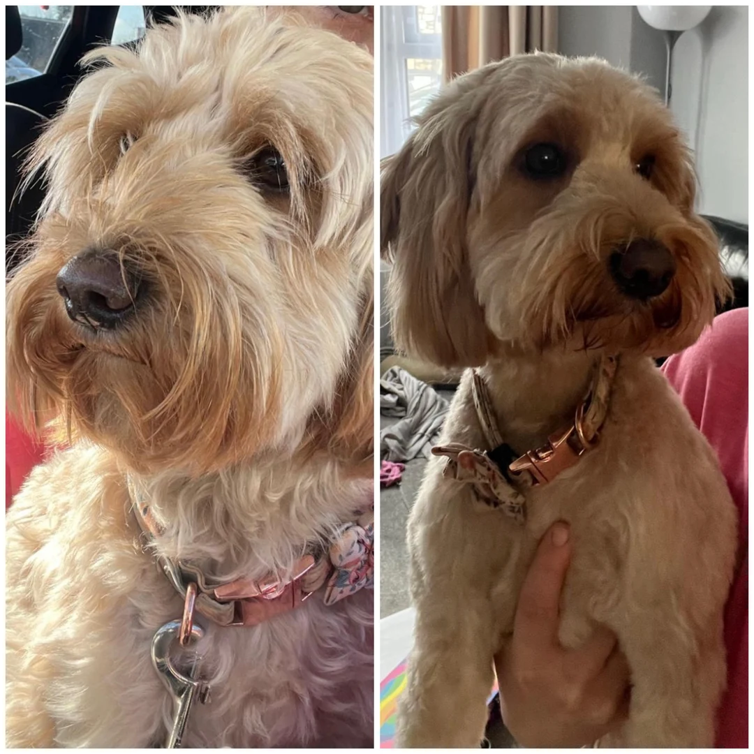2nd Birthday = 1st Professional Groom | Scrolller