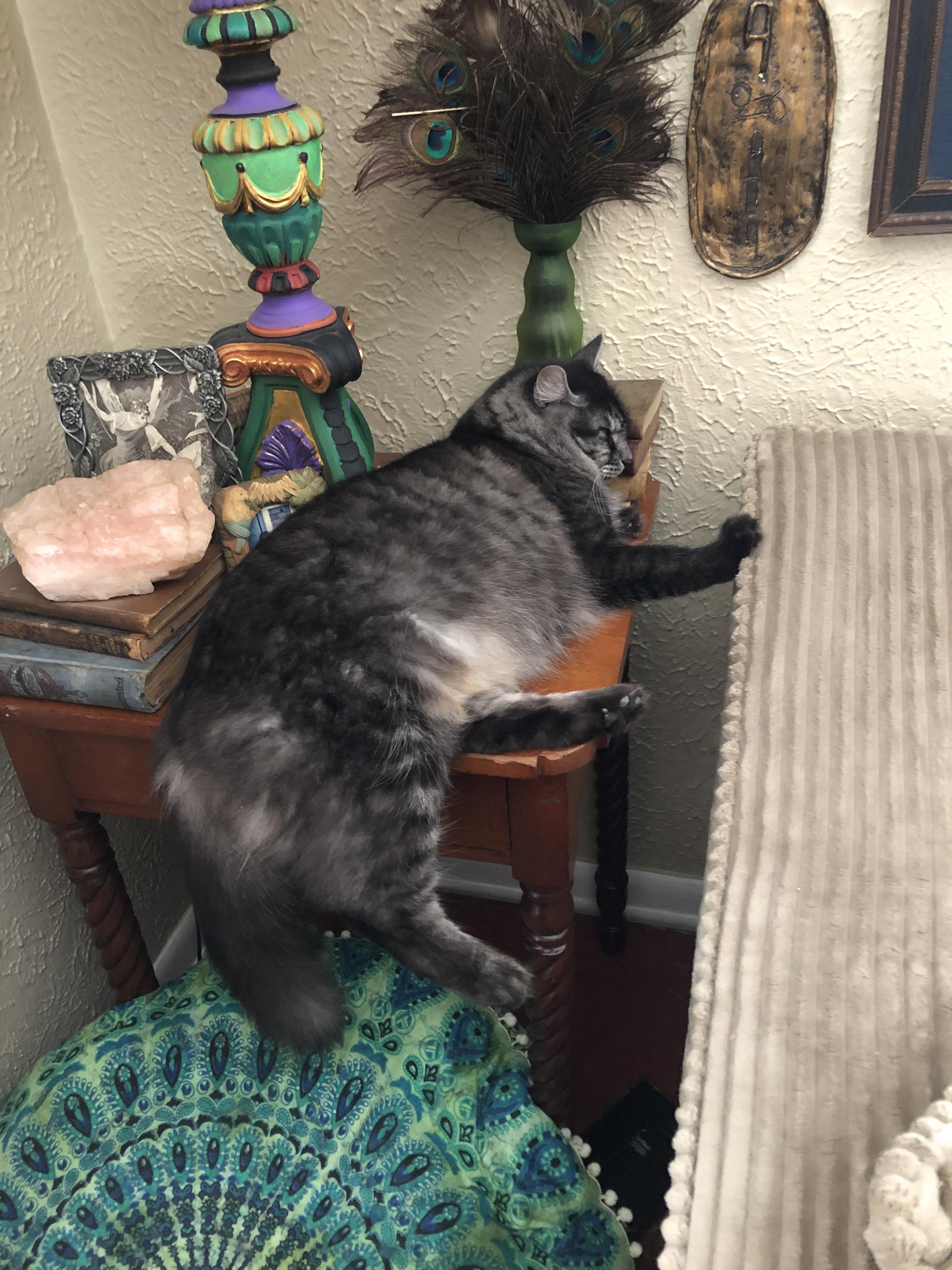 Jake Fits Anywhere He Wants Scrolller