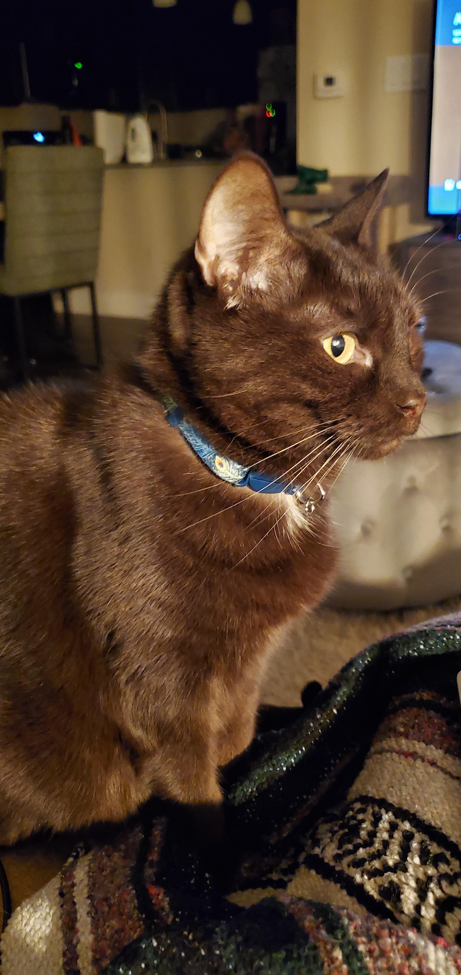 Behold, a rare chocolate beauty (allegedly) named Hershey. | Scrolller