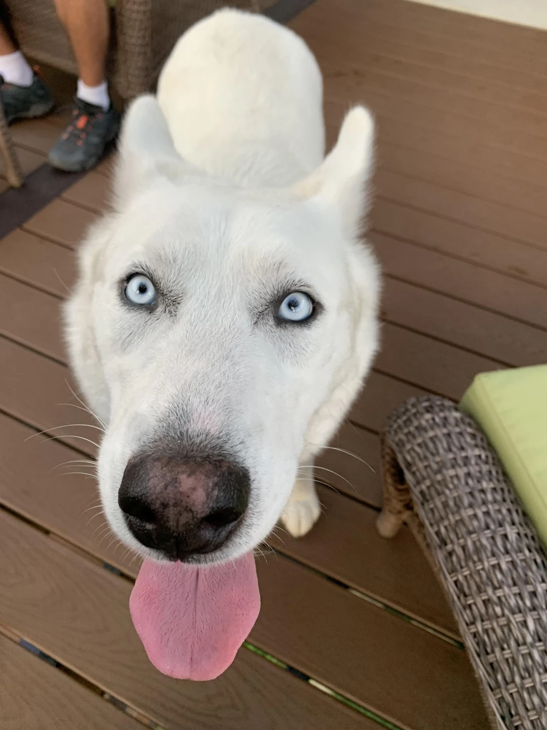 Such a boopable loving face 🥹🥰 | Scrolller