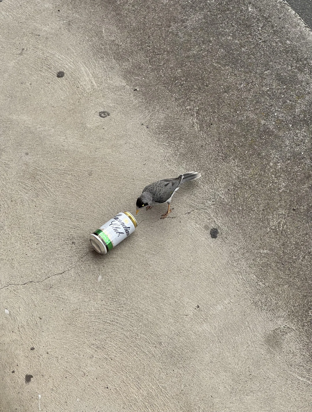 Mate, can I see some ID? | Scrolller