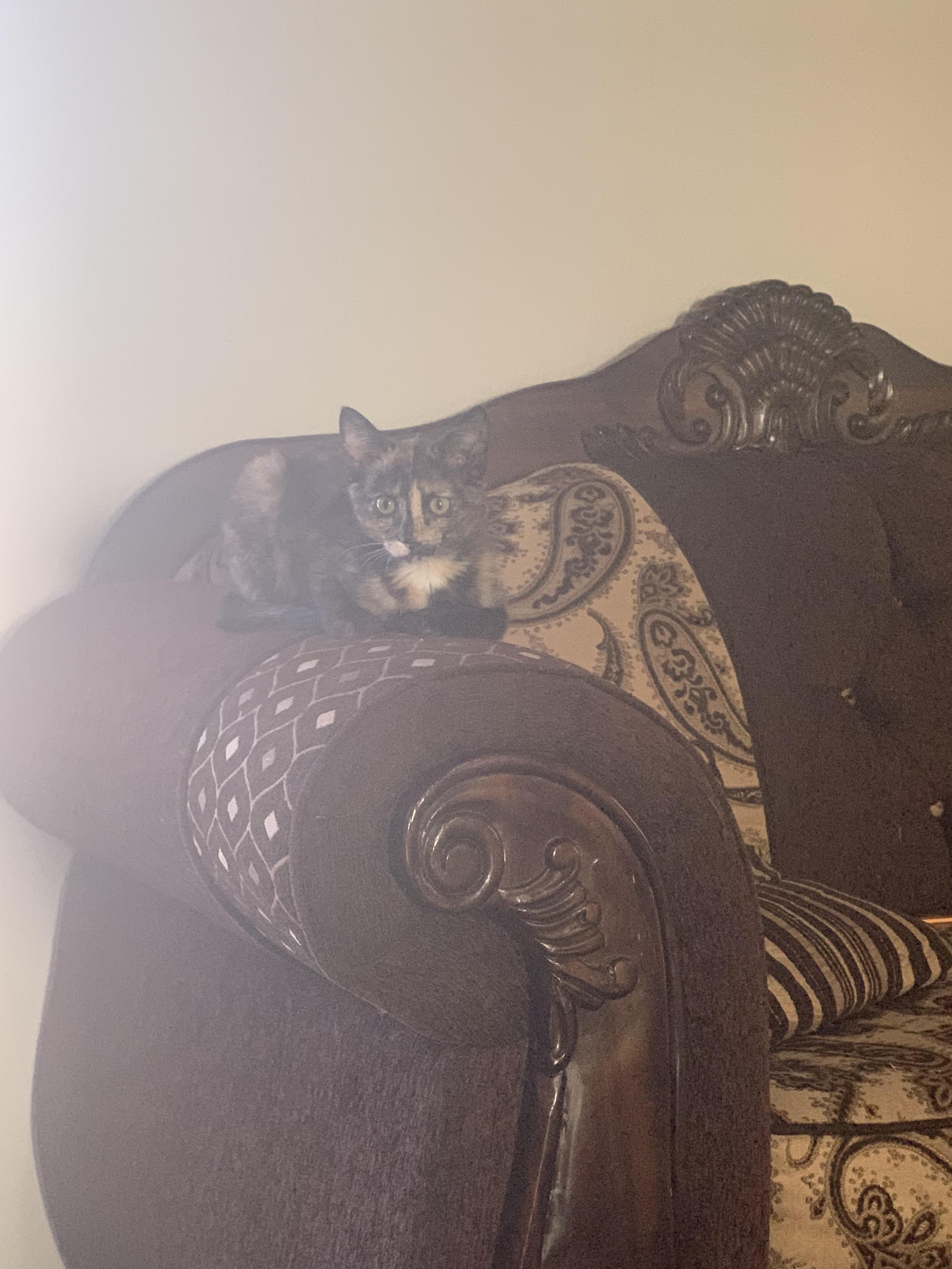 Kitten - question | Scrolller