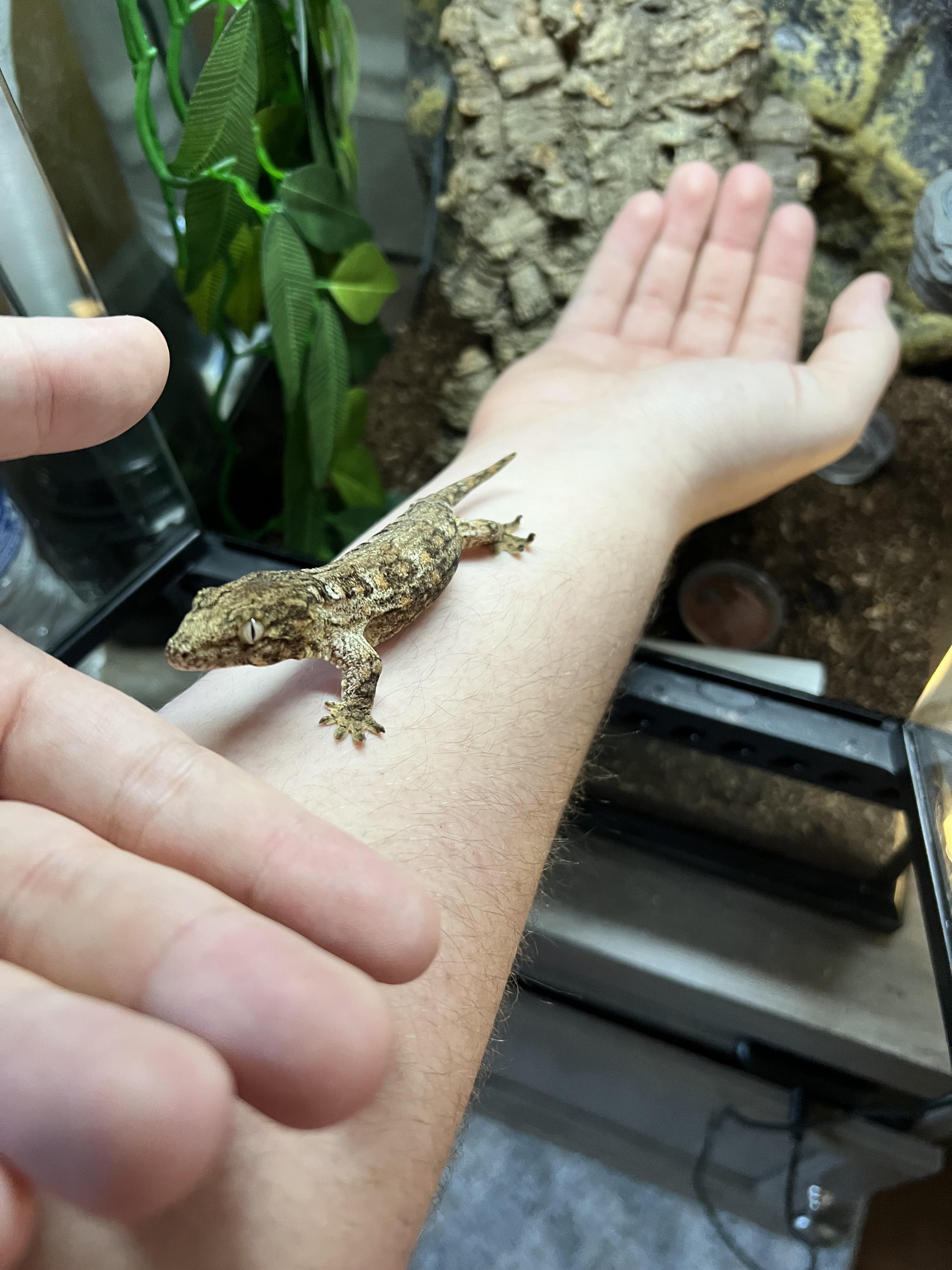 Meet Anakin, | Scrolller