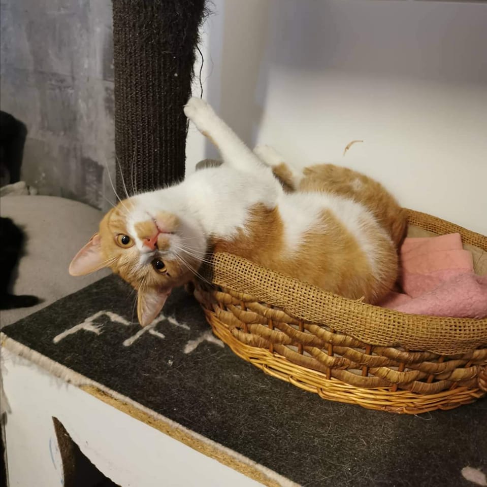 Hello there | Scrolller