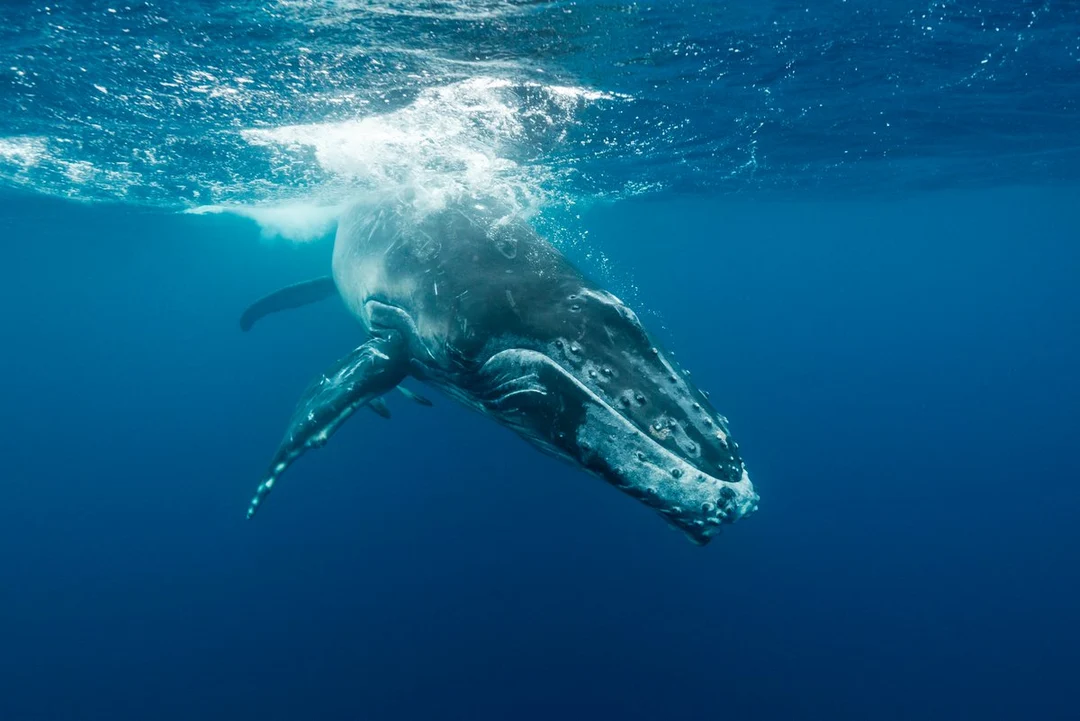 Humpback whale | Scrolller