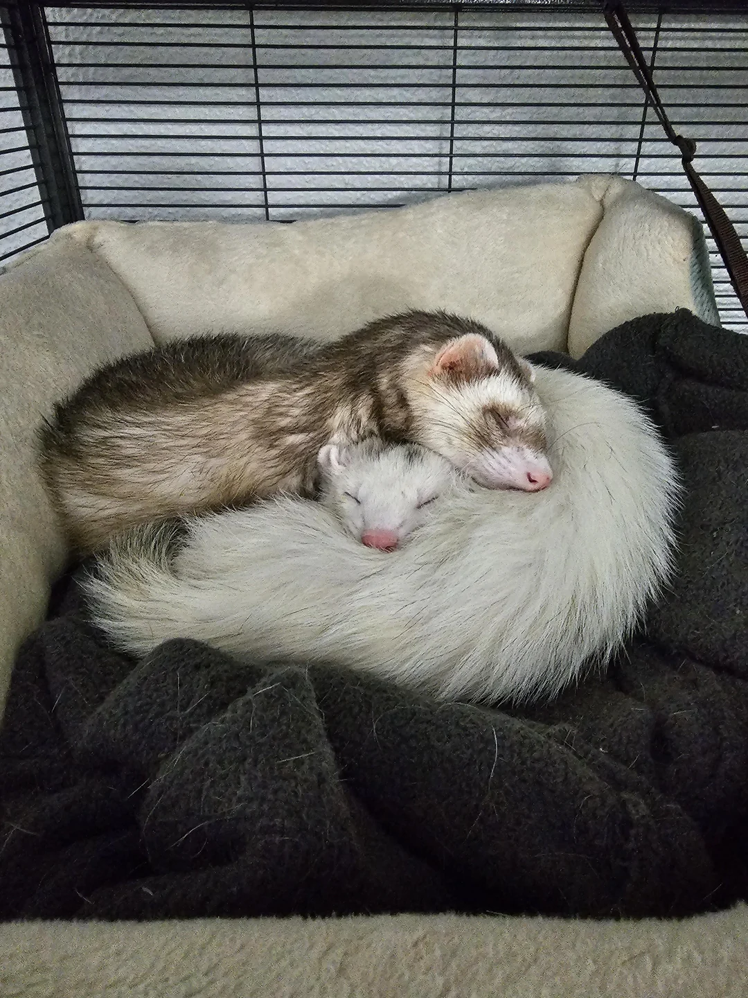 Best Buds | Scrolller