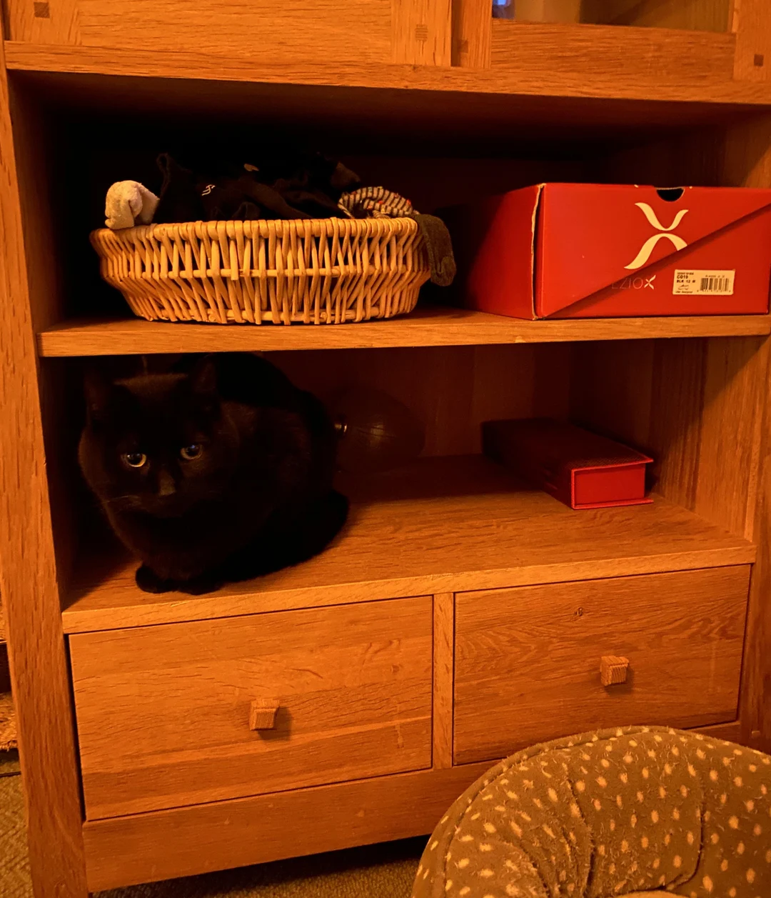 Compact Storage Cat | Scrolller