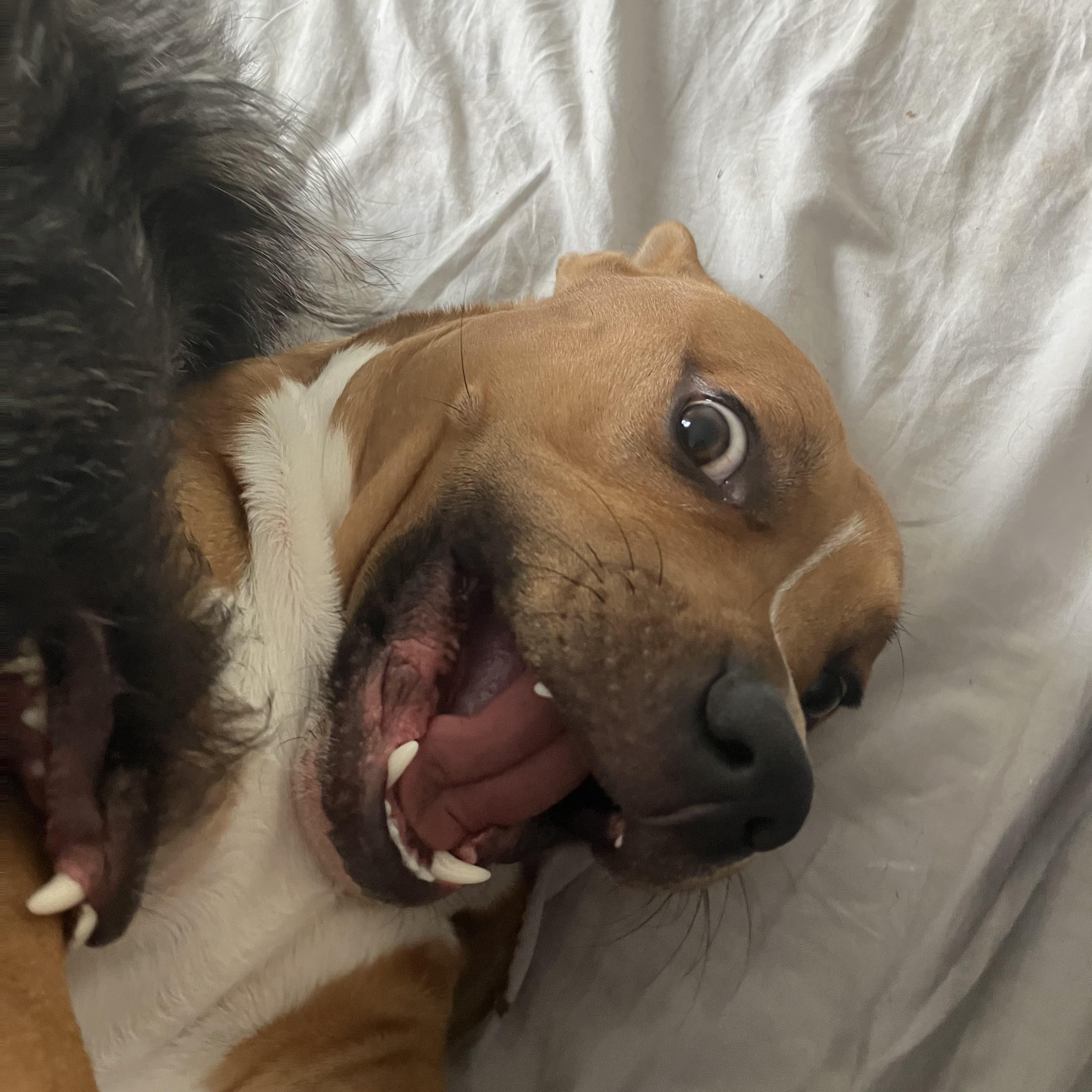 Discover more like WhatsWrongWithYourDog: Sam going full derp and Related Content | Scrolller