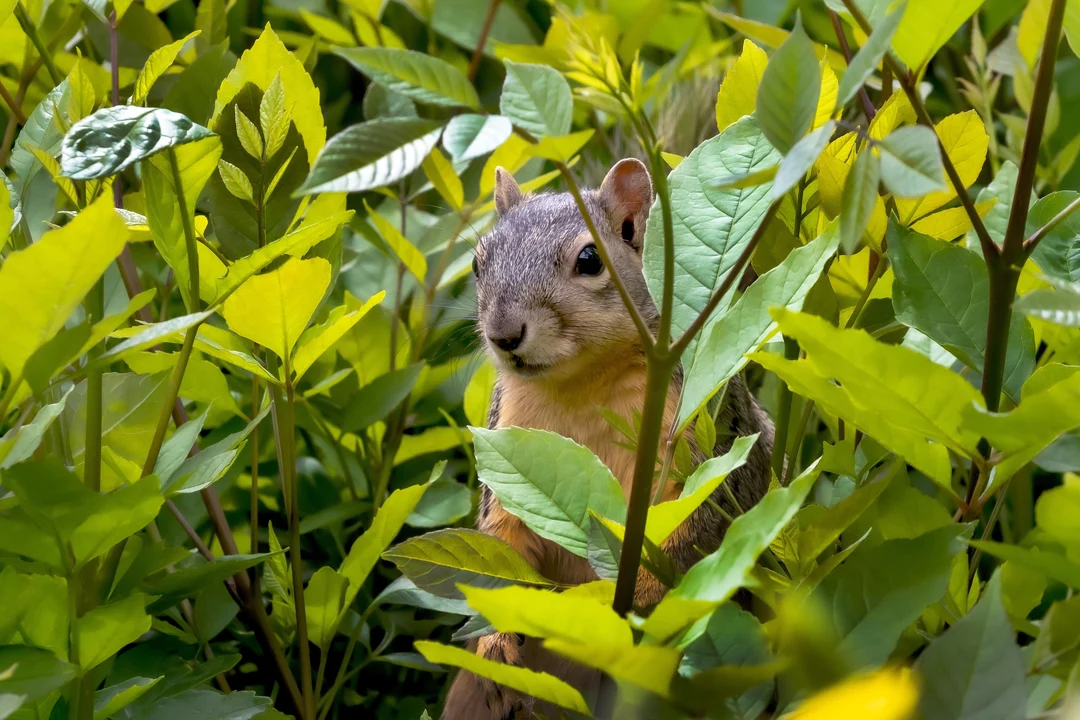 Little Boy Squirrel watches from afar | Scrolller