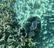 Is this a giant clam? | Scrolller