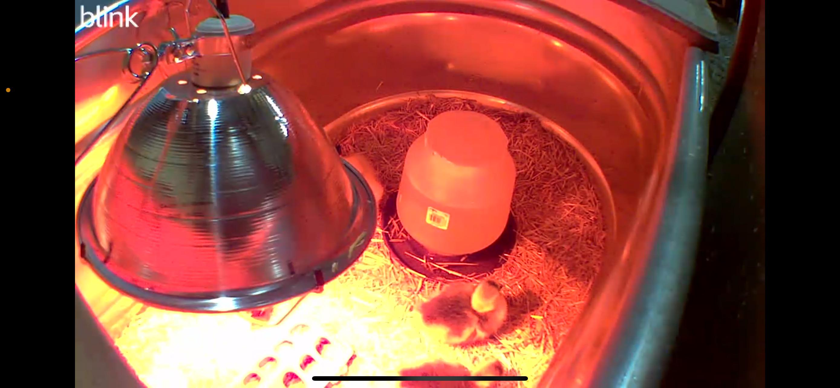 Any insight on why ducklings would pass away within an hour after putting them in the brooder ...