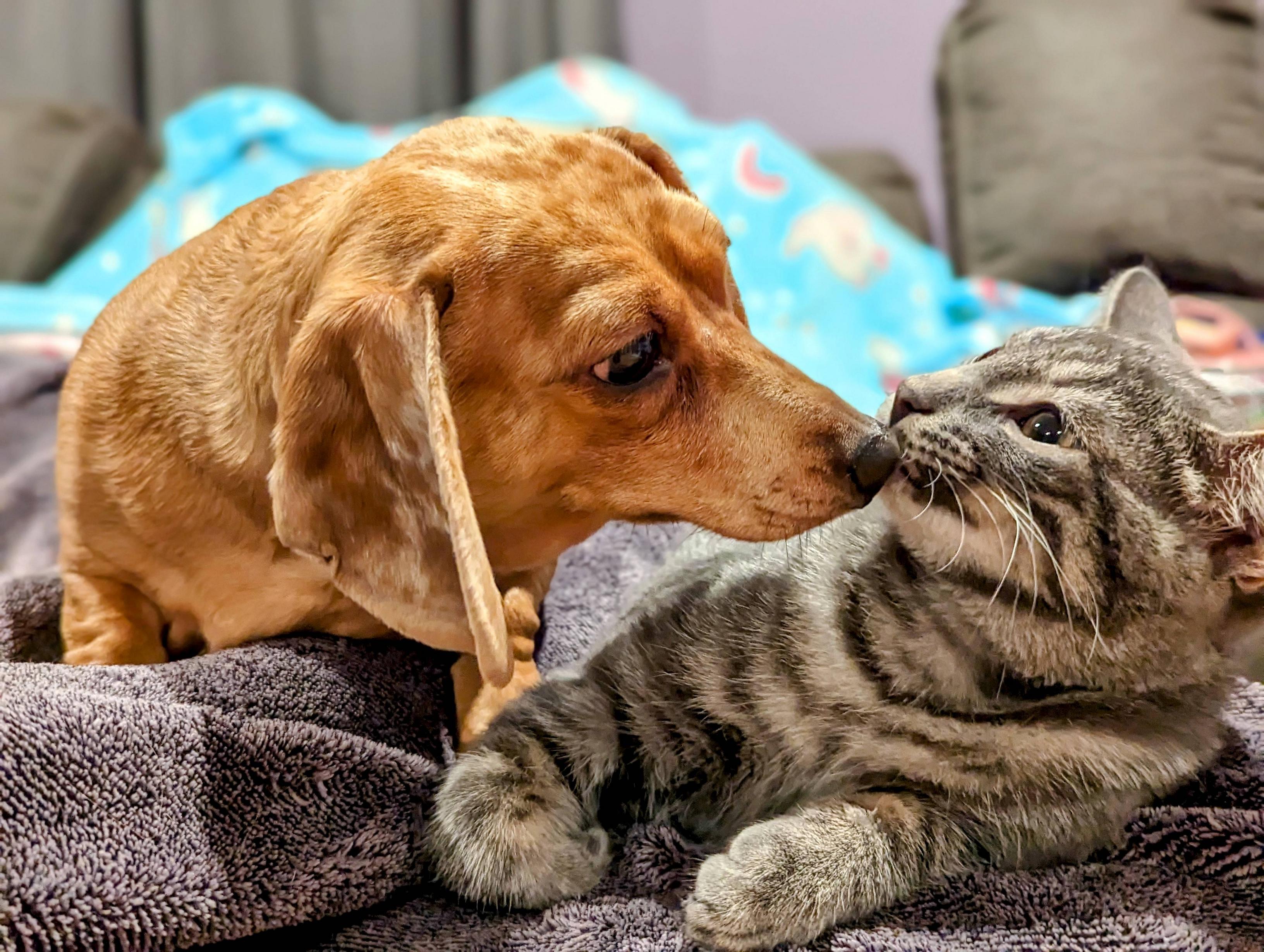 Evie and Gunner | Scrolller