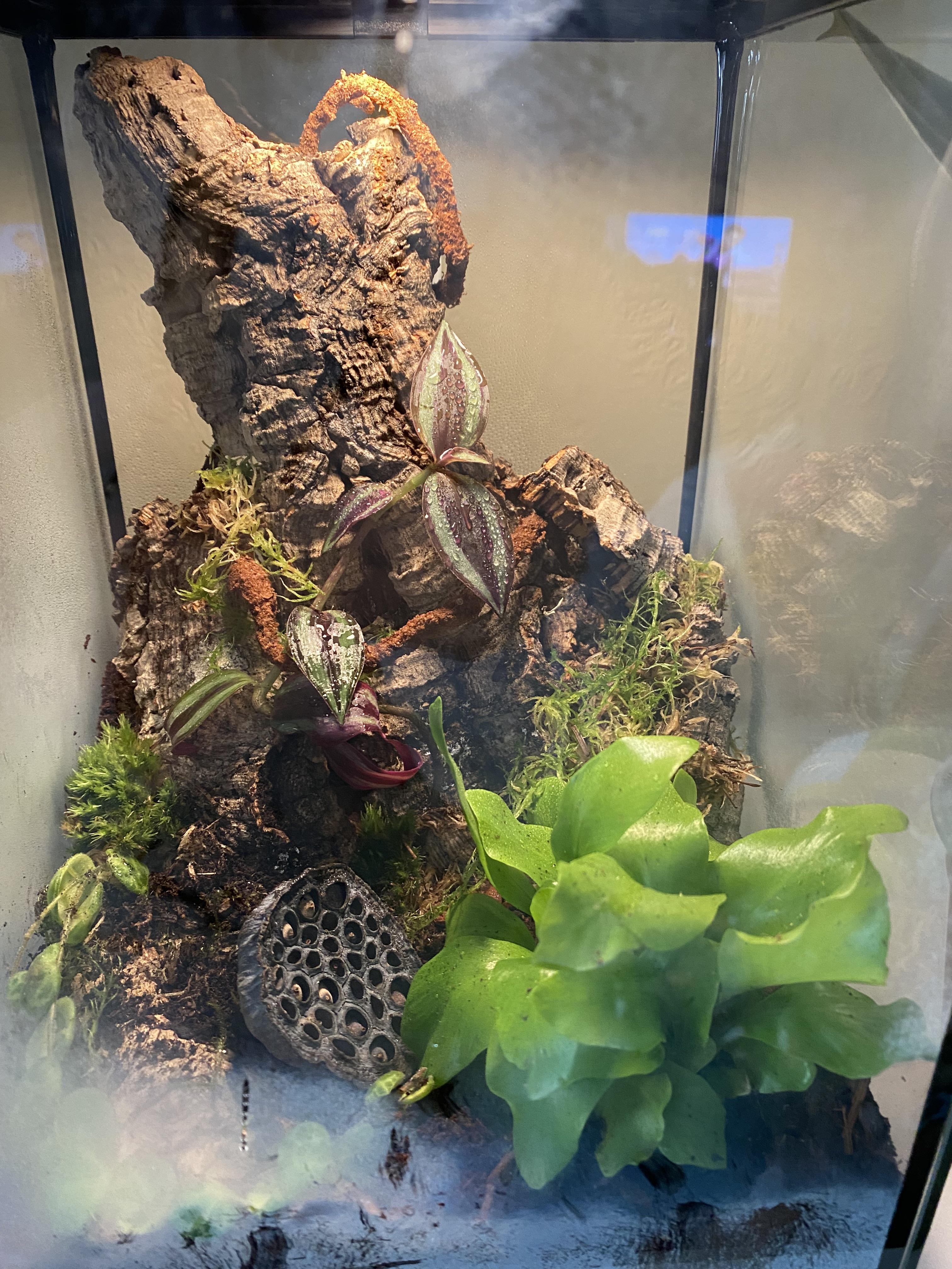 First time spider enclosure! | Scrolller