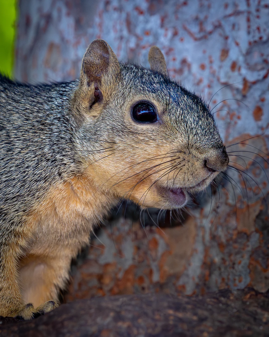 New Boy Squirrel introduces himself | Scrolller