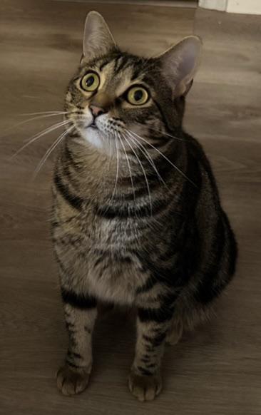 Marble always looks mildly startled | Scrolller