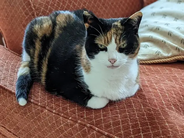 Rosie the Calico sofa loaf. She jumped up there as soon as I'd stood up! | Scrolller