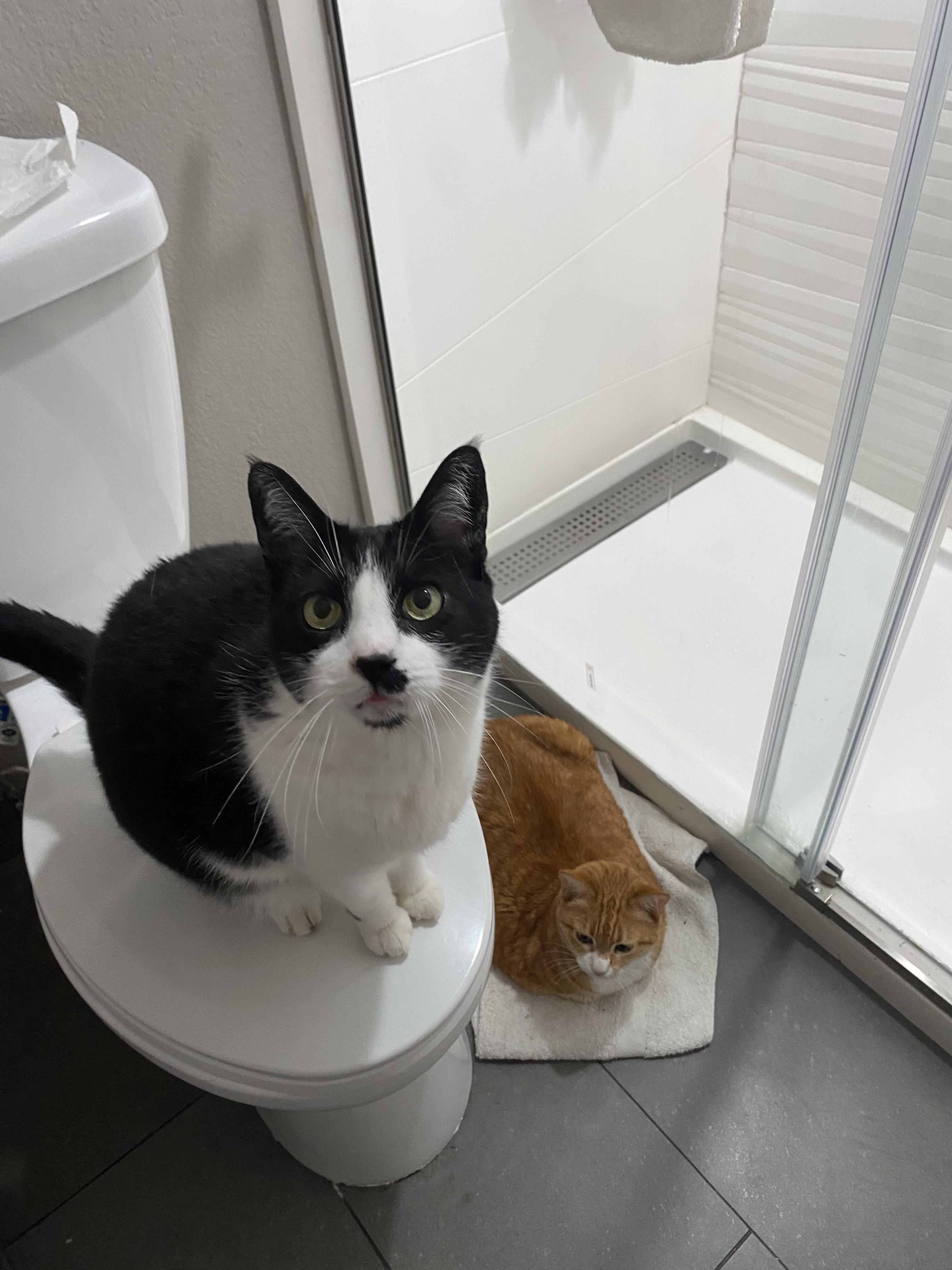 Felix and his bro orange bro Sumo | Scrolller