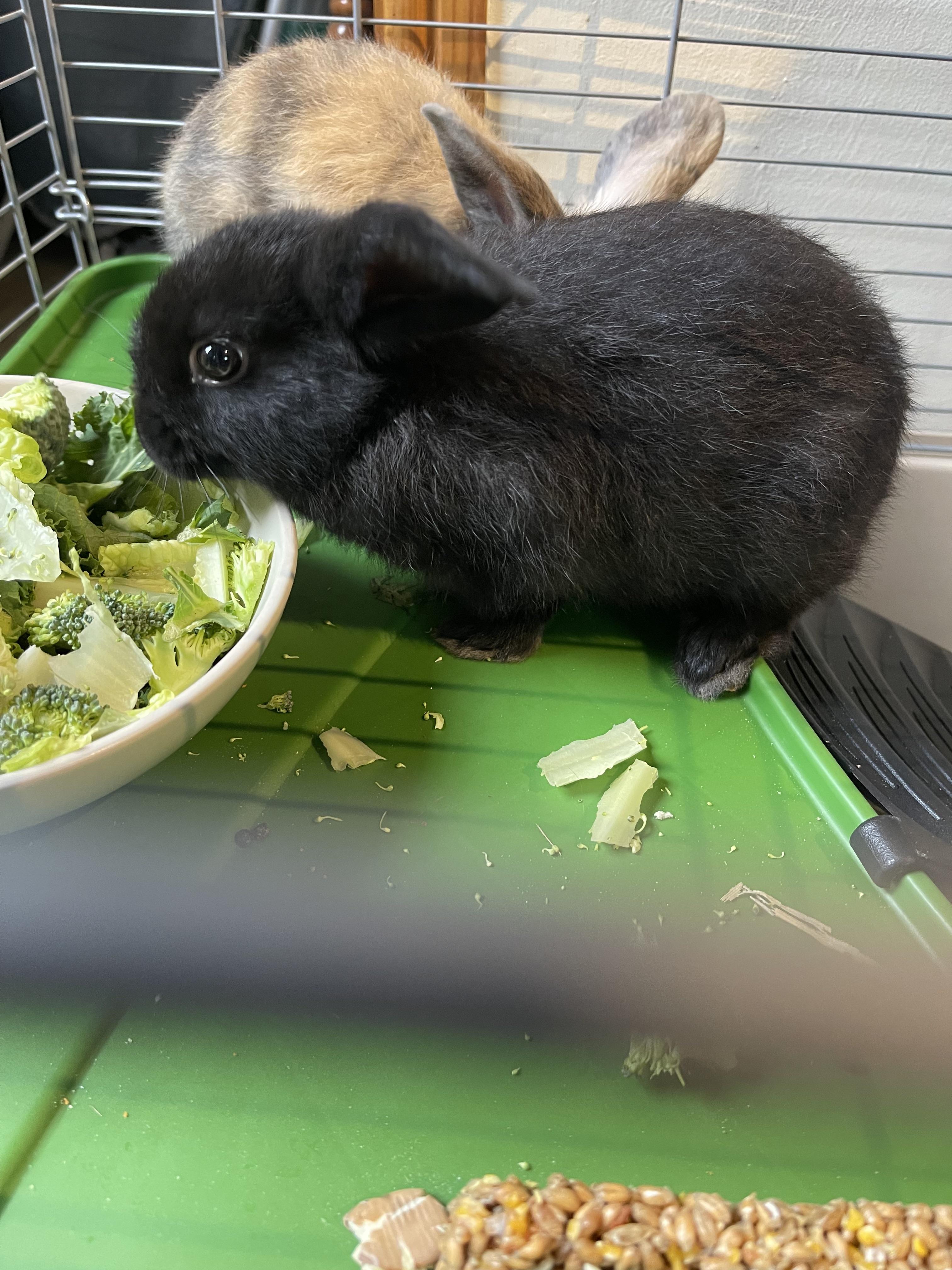 Help Identifying Rabbit Breed | Scrolller