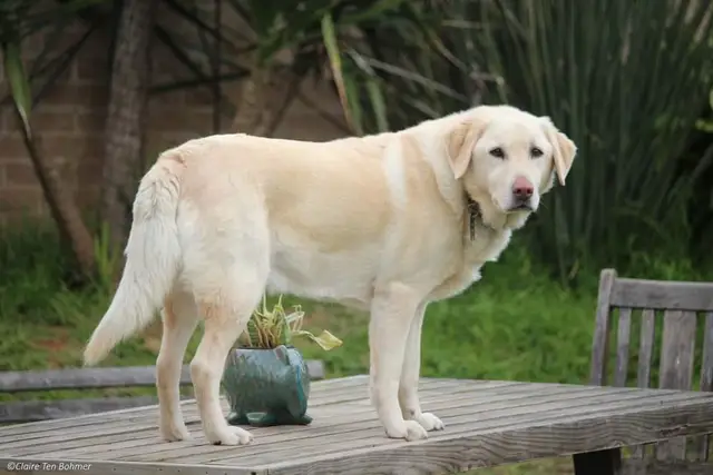 Busted on the furniture again. Zero remorse haha. | Scrolller