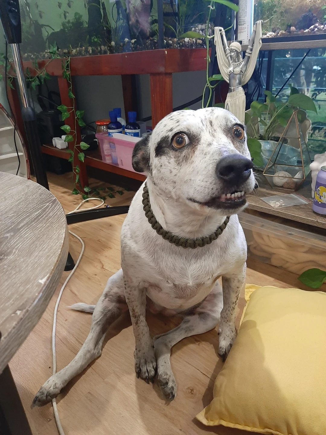 She always sits like this, I'm becoming convinced she's a human trapped in a dogs body. | Scrolller