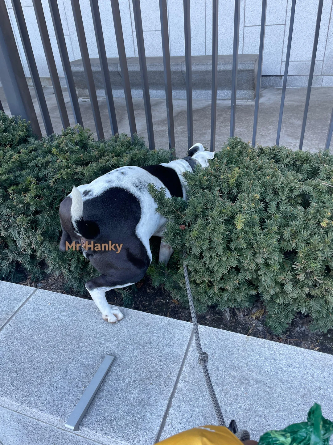 Taking a deuce | Scrolller