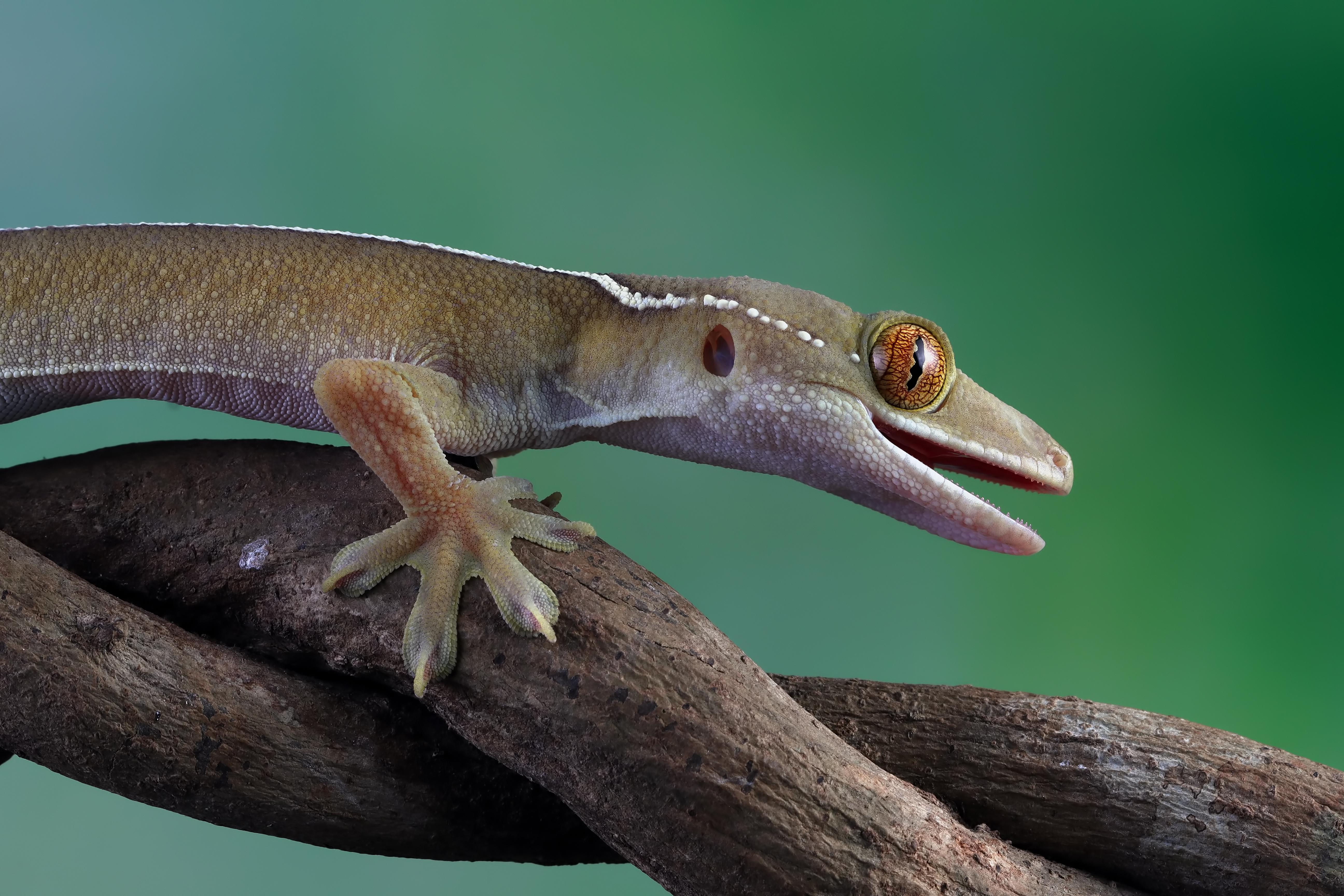 Gecko | Scrolller