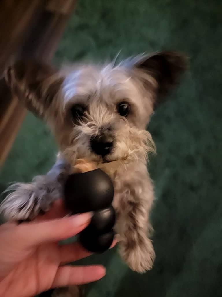 Henry loves his stuffed Kong! | Scrolller