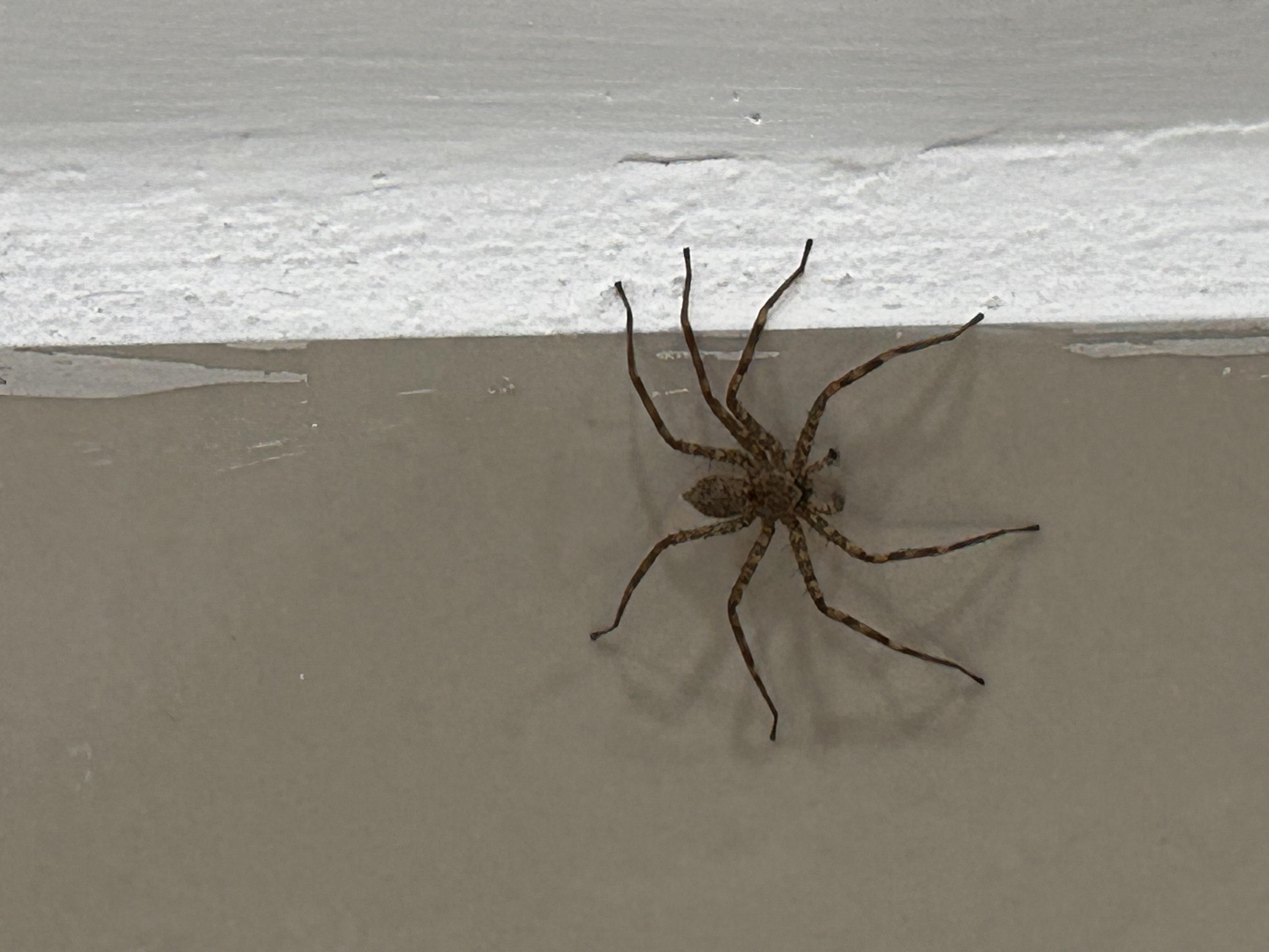 Help identifying spider | Scrolller