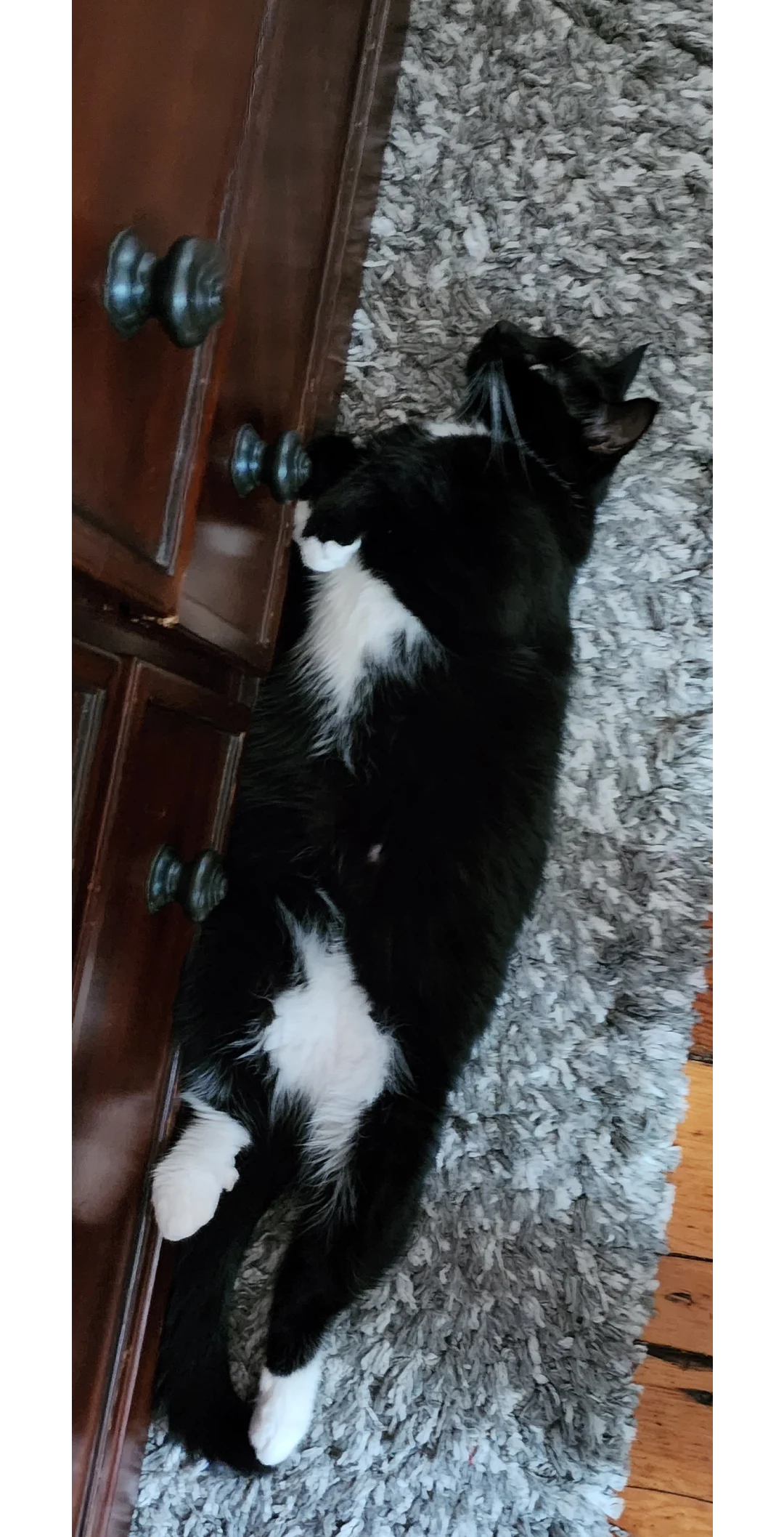 Belly Floof | Scrolller