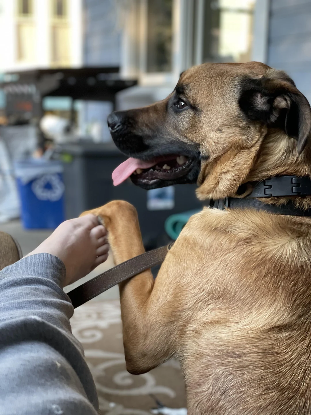 My rescue pup likes to hold my “hand” | Scrolller