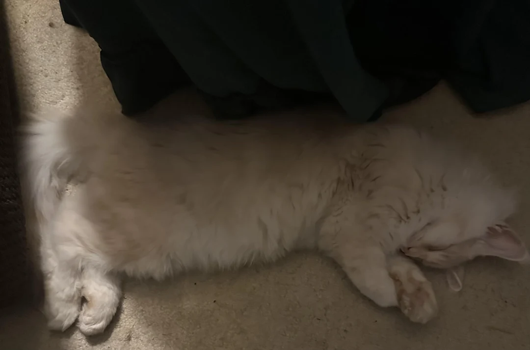 Tibby is 5 months | Scrolller