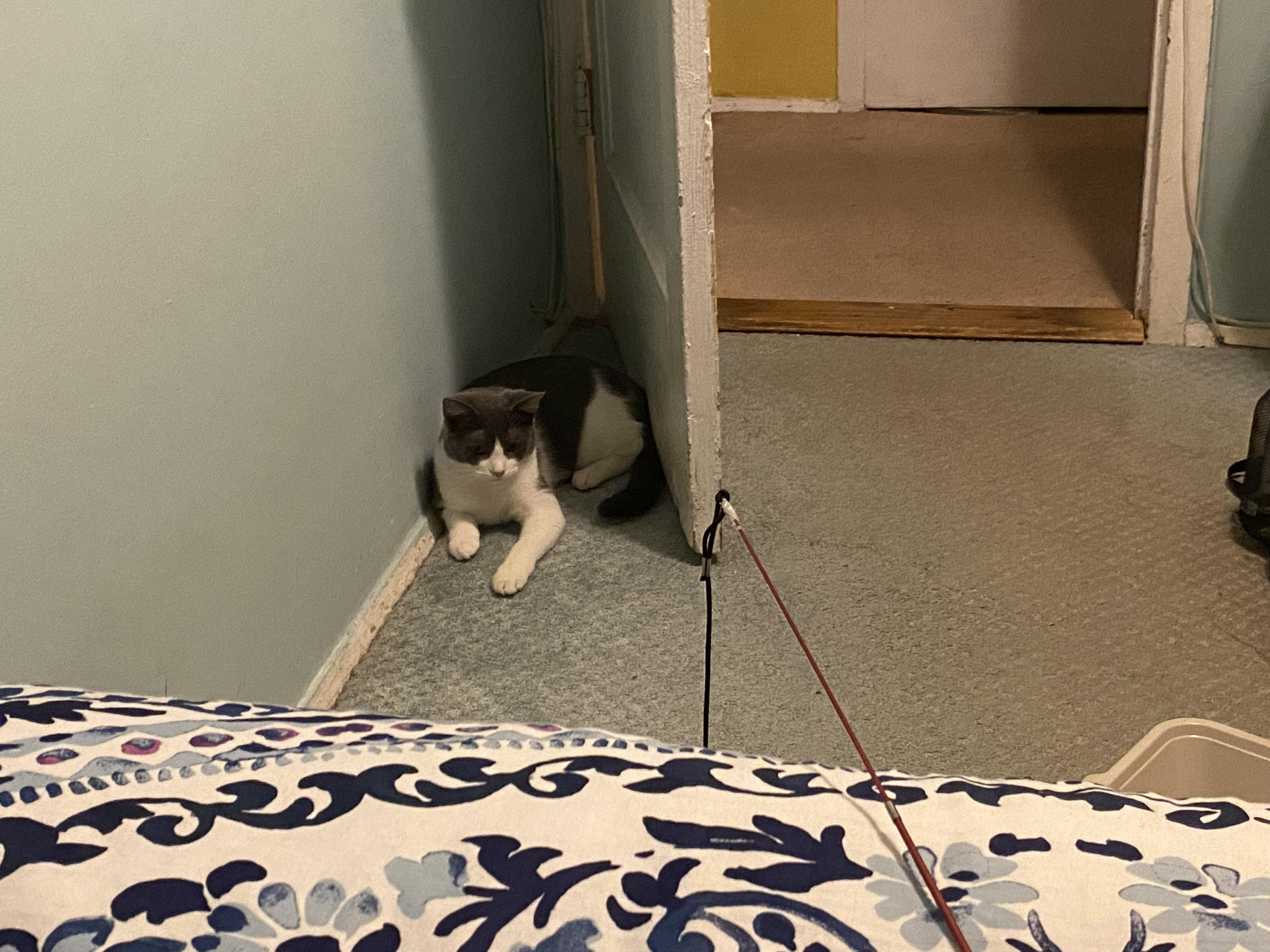 Gonna go catfishing now | Scrolller