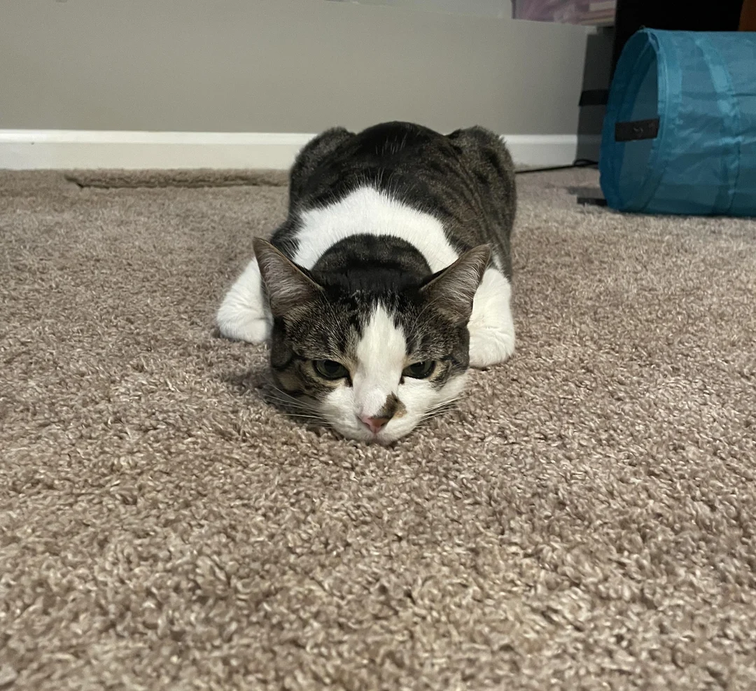 I call this “the melted loaf” | Scrolller